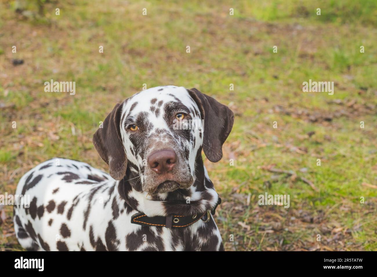 Beautiful Dalmatian, a dog with beautiful black spots in a park in ...