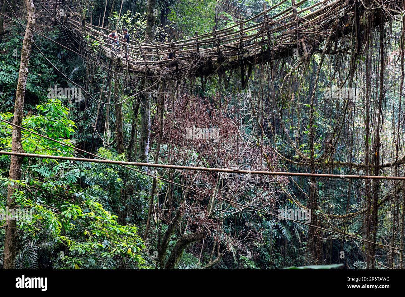 Locals repairing handmade Rangthylliang living root bridge in ...