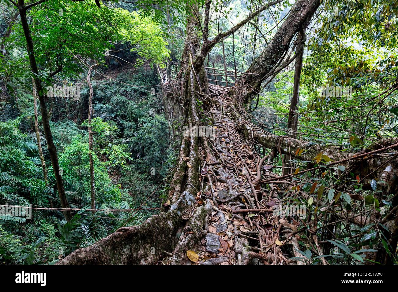 Beautiful Rangthylliang living root bridge in Cherrapunji region ...