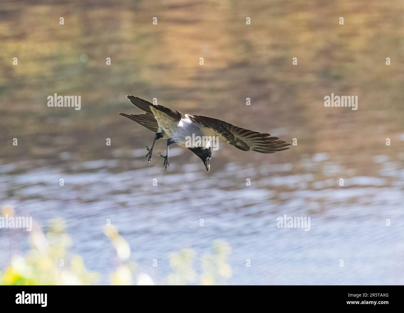 A clever Hooded Crow ( Corvus cornix) caught in action dropping ... A clever Hooded Crow ( Corvus cornix) caught in action dropping ...