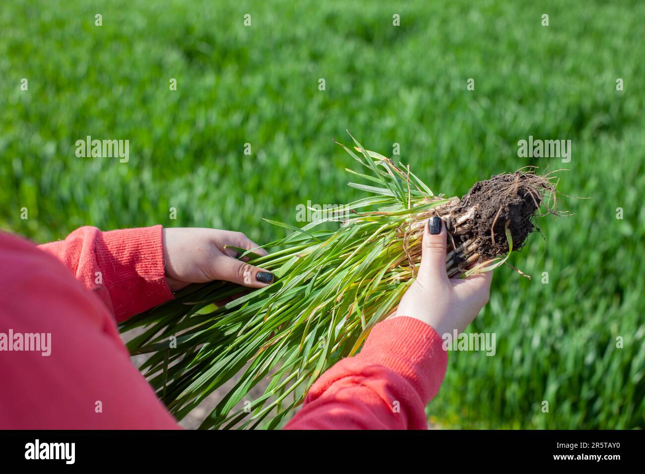 Green wheat with roots in hands. A review of the health of sprouted ...