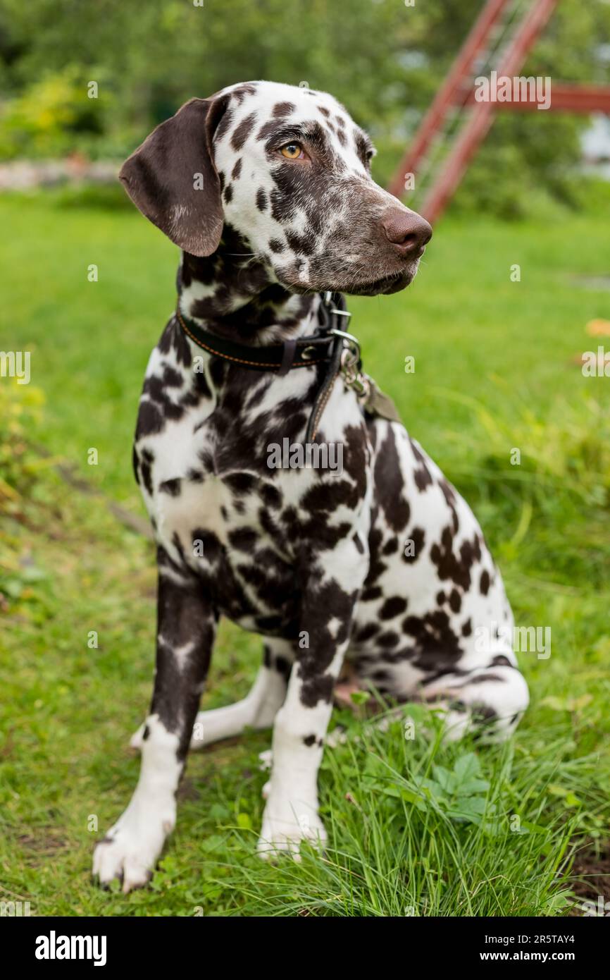 Beautiful Dalmatian, a dog with beautiful black spots in a park in ...