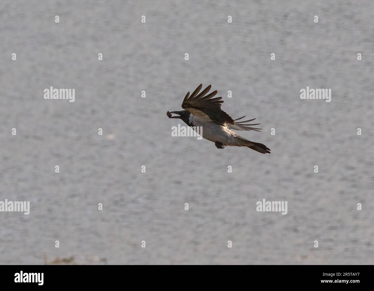 A clever Hooded Crow ( Corvus cornix) carrying shelfish ready to drop ...