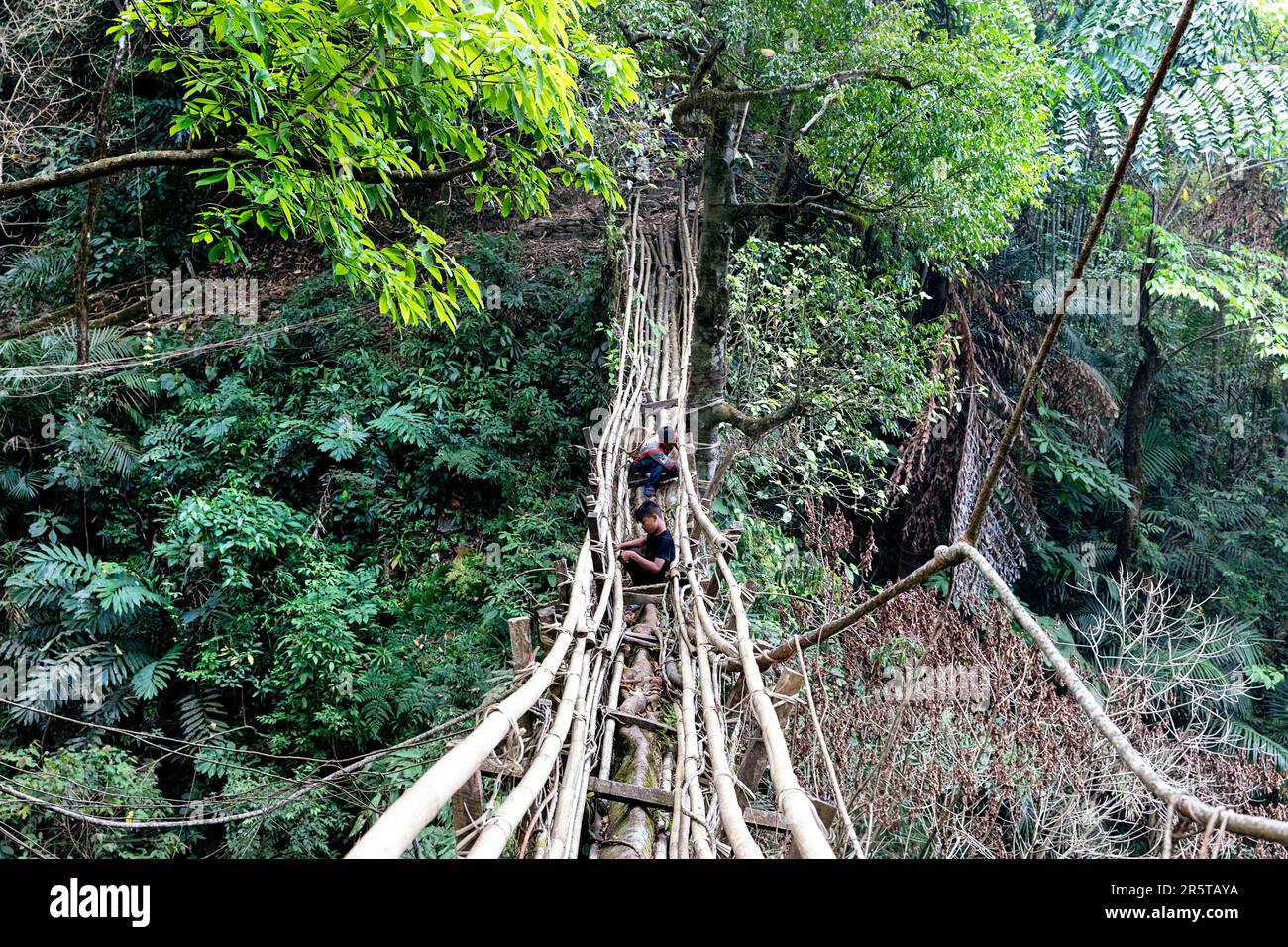Locals repairing Rangthylliang living root bridge in Cherrapunji region ...