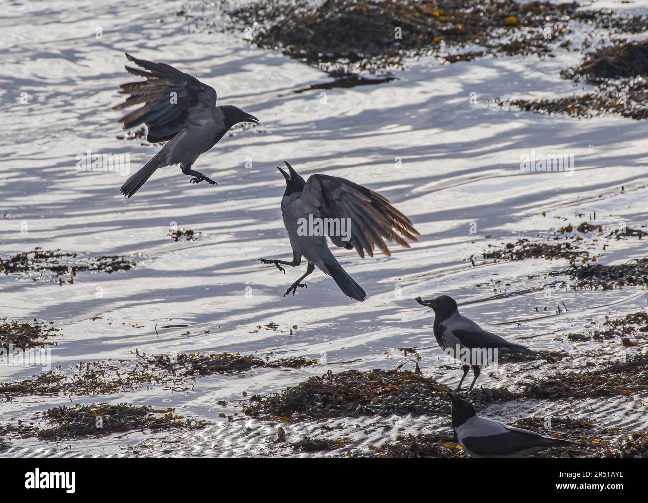 Three Hooded Crow s( Corvus cornix) squabbling in the air and fighting ...