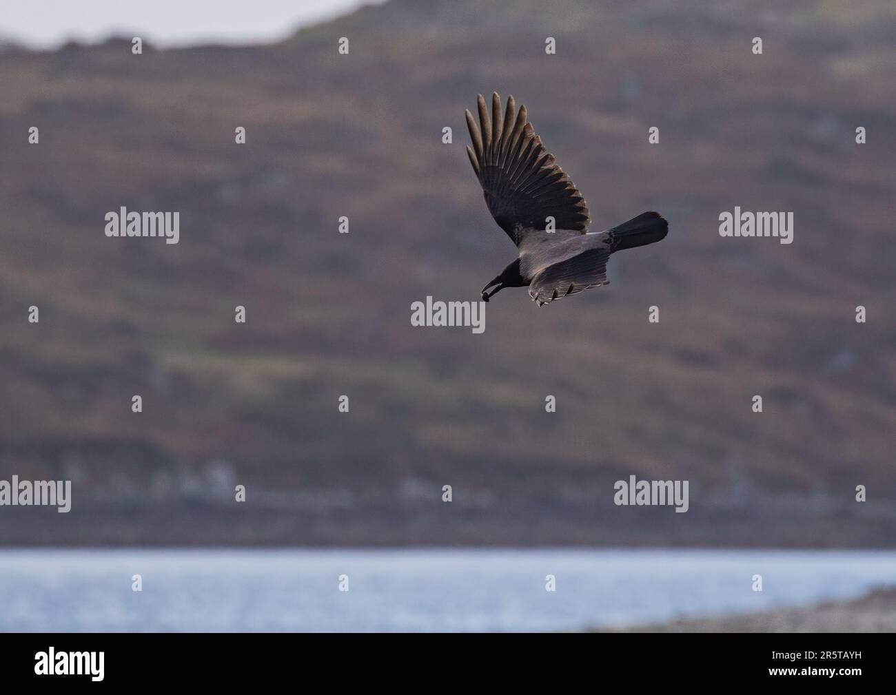 A clever Hooded Crow ( Corvus cornix) carrying shelfish ready to drop ...