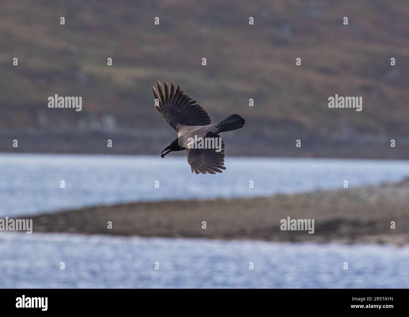 Black crow holding in beak hi-res stock photography and images - Alamy