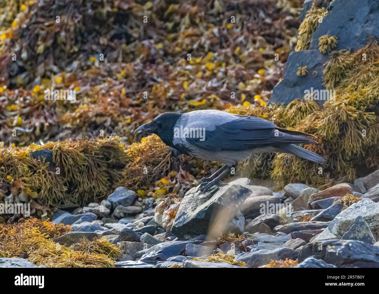 A clever Hooded Crow ( Corvus cornix) carrying shelfish ready to drop ...