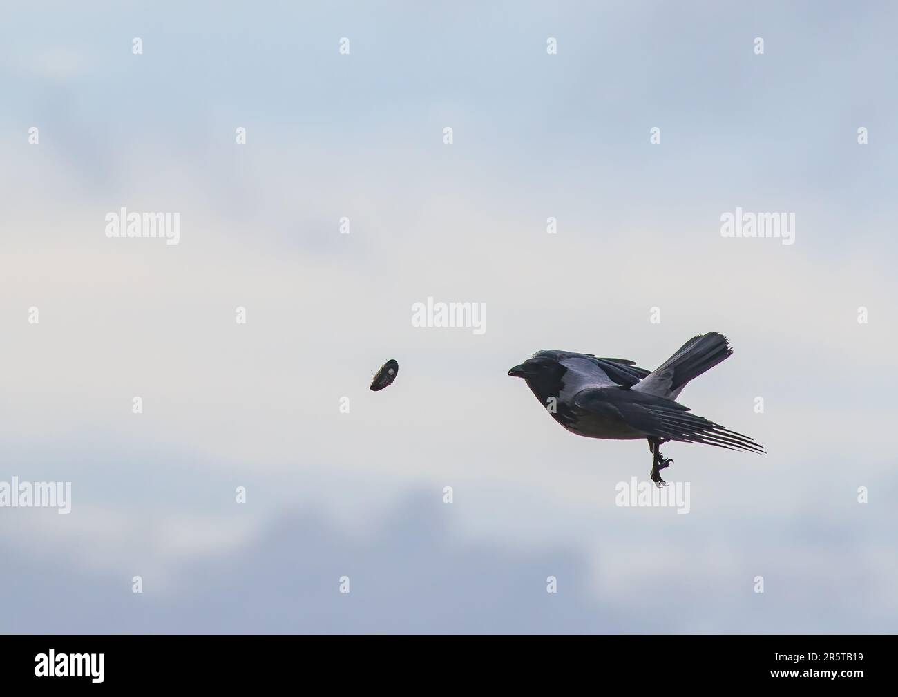 A clever Hooded Crow ( Corvus cornix) caught in action dropping ... A clever Hooded Crow ( Corvus cornix) caught in action dropping ...