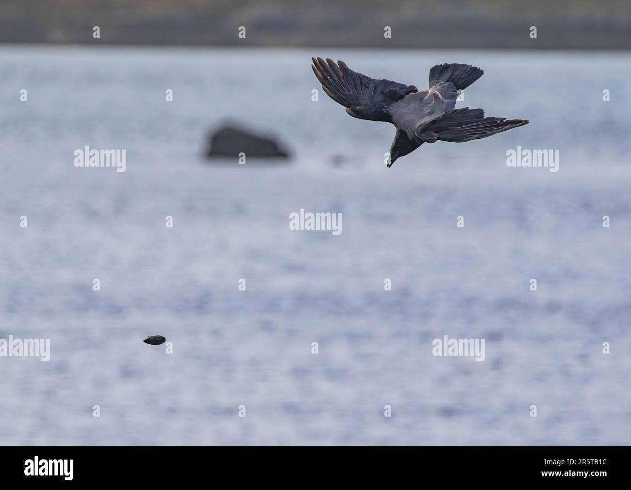 A clever Hooded Crow ( Corvus cornix) caught in action dropping ...