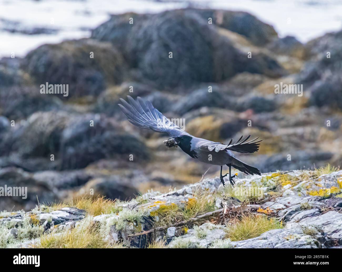 A clever Hooded Crow ( Corvus cornix) carrying shelfish ready to drop ...