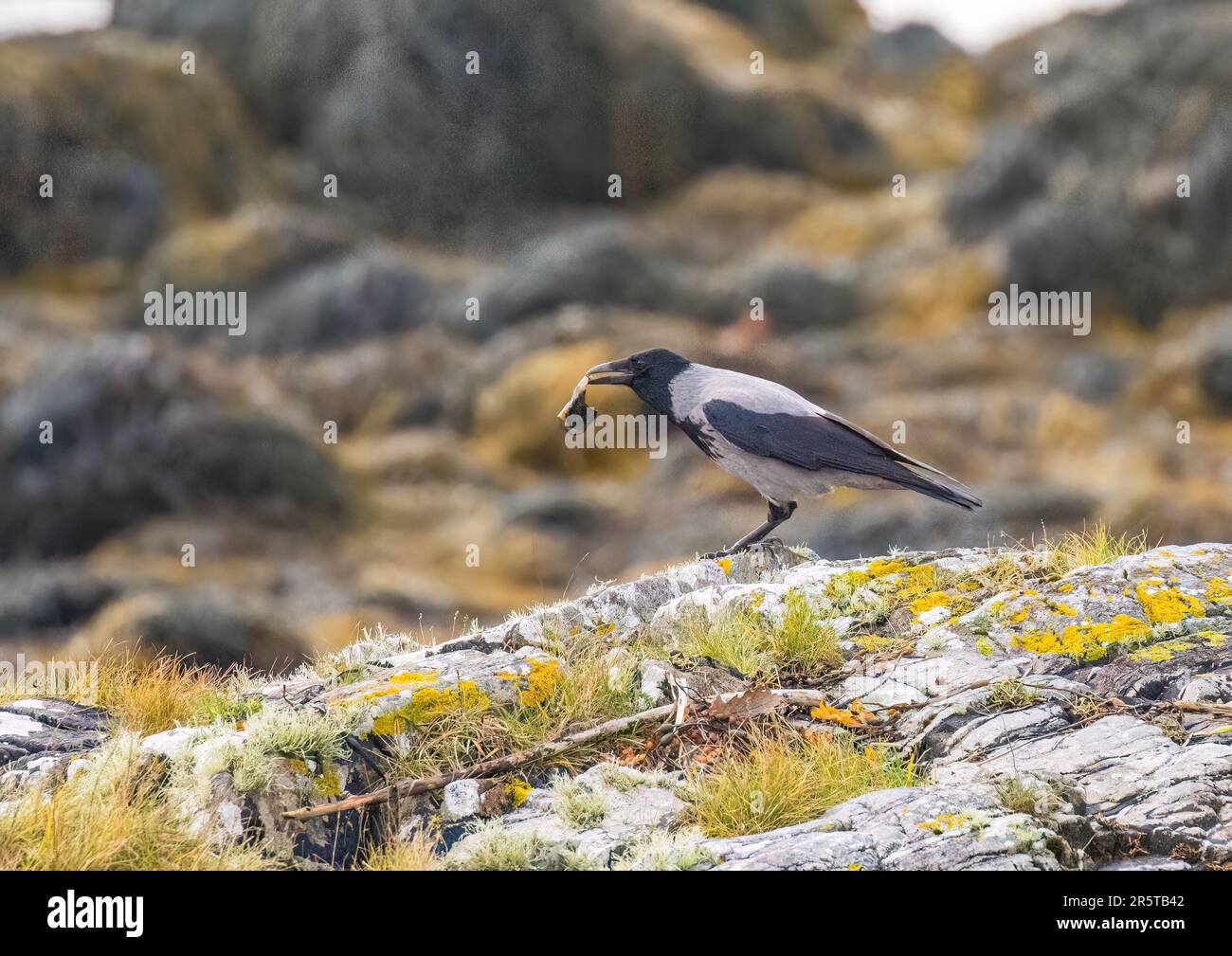 A clever Hooded Crow ( Corvus cornix) carrying shelfish ready to drop ...