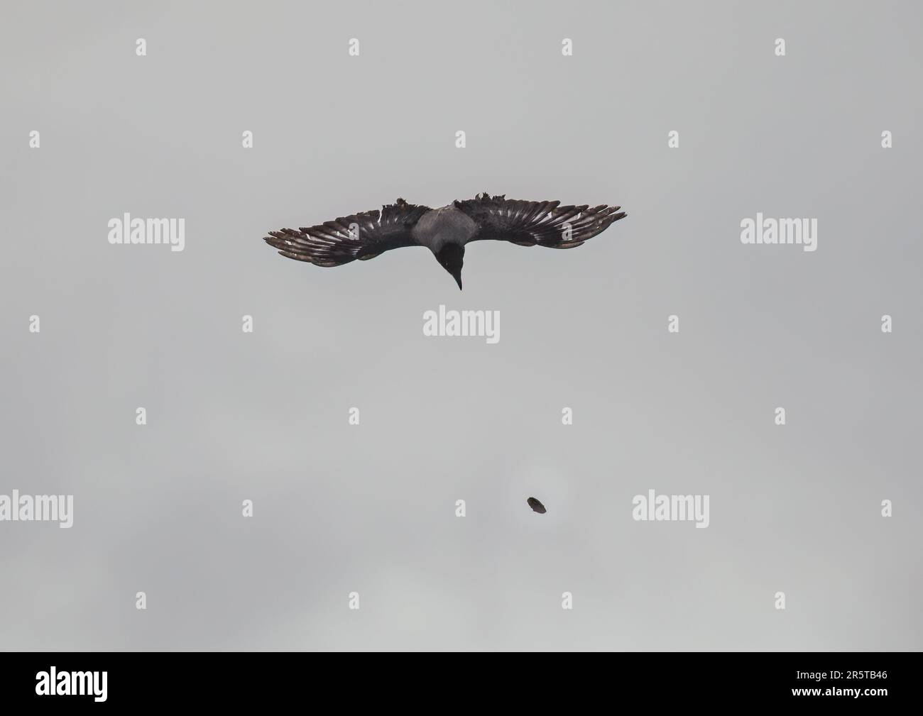A clever Hooded Crow ( Corvus cornix) caught in action dropping ... A clever Hooded Crow ( Corvus cornix) caught in action dropping ...