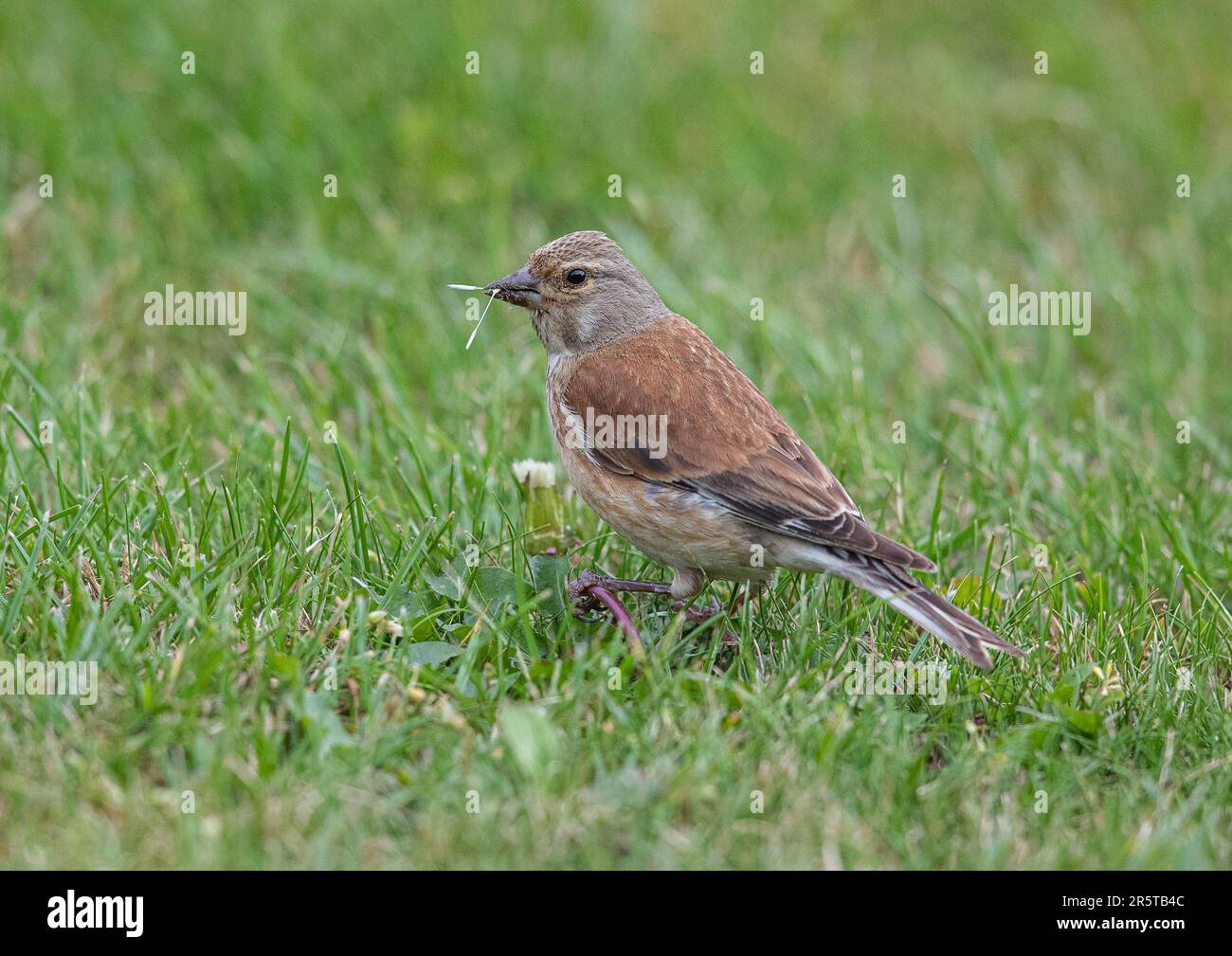A colourful male Linnet (Linaria cannabina) feeding on grassland ...
