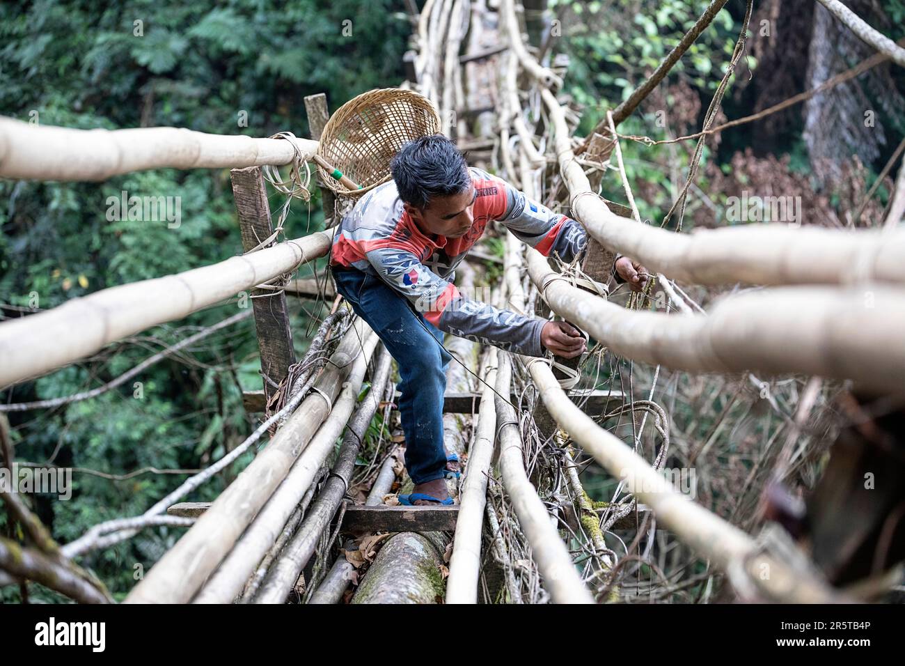 A man from Khasi tribe with basket on his back repairing the biggest ...