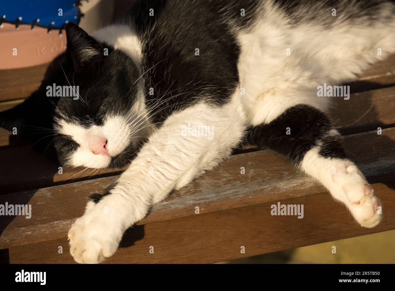 Cat is sleeping on the beech seat at the garden Stock Photo - Alamy