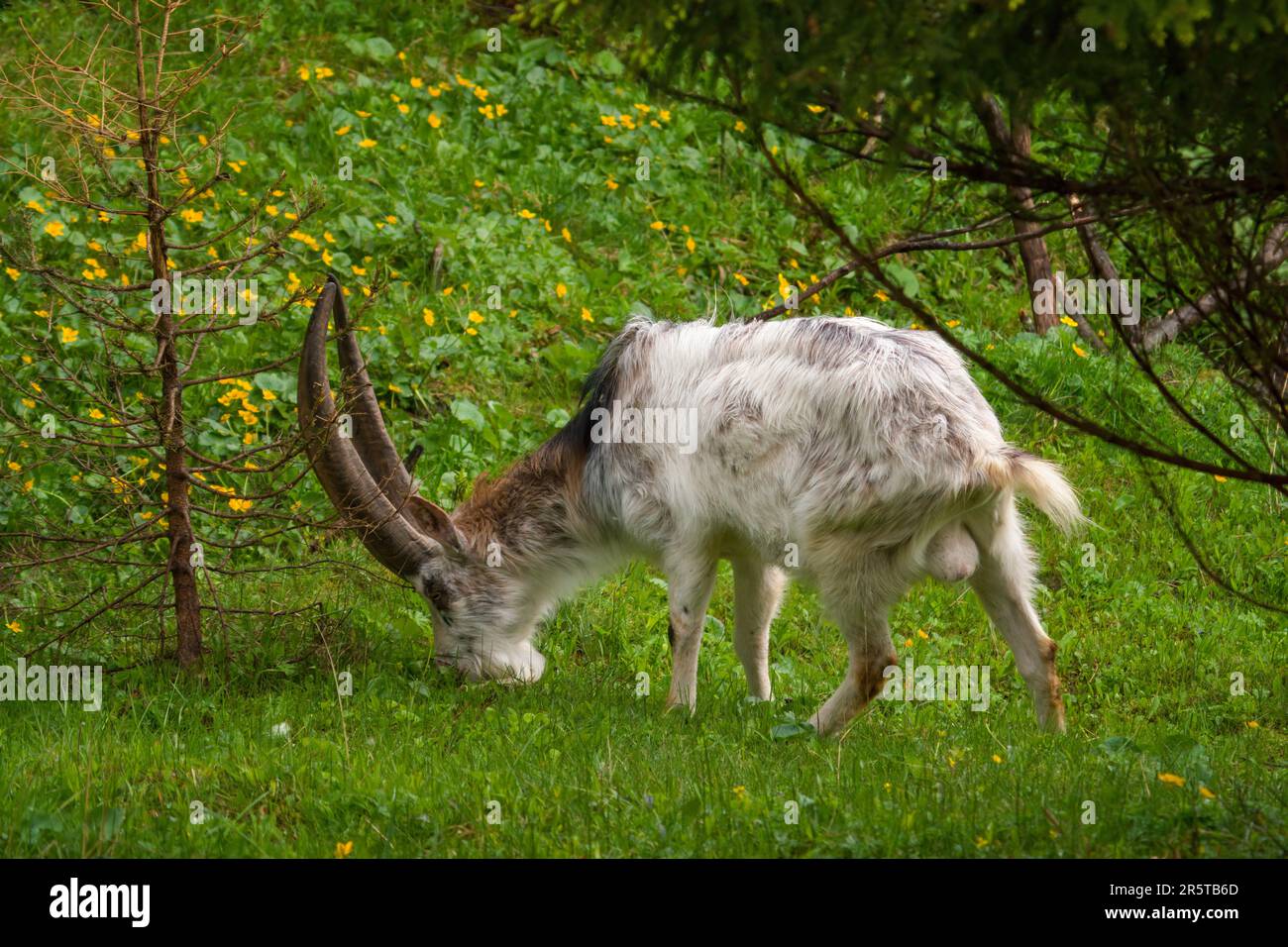 old goat buck with long horns on a green meadow Stock Photo - Alamy