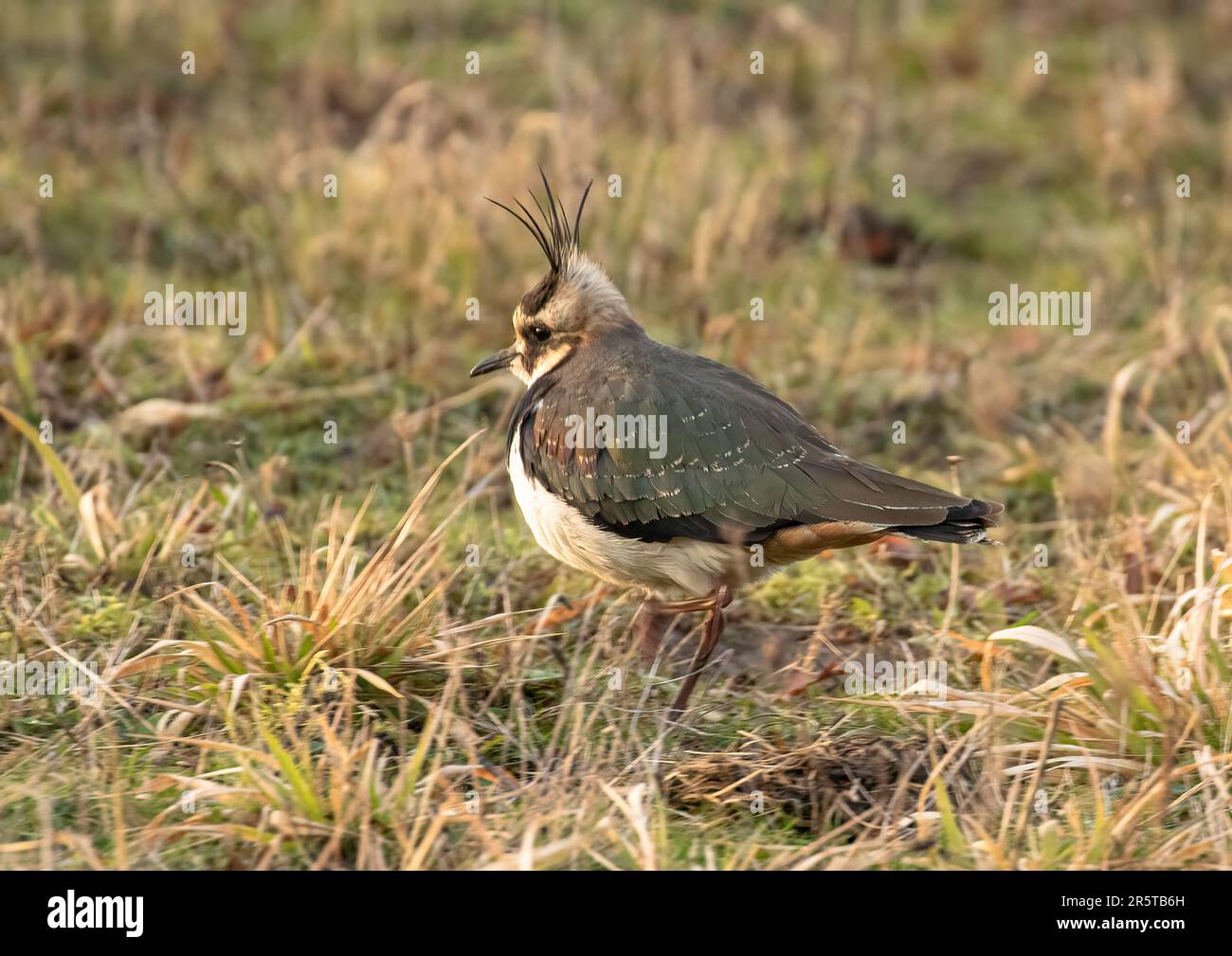 A lapwing, Peewit or Plover (Vanellus vanellis) on a meadow in winter ...