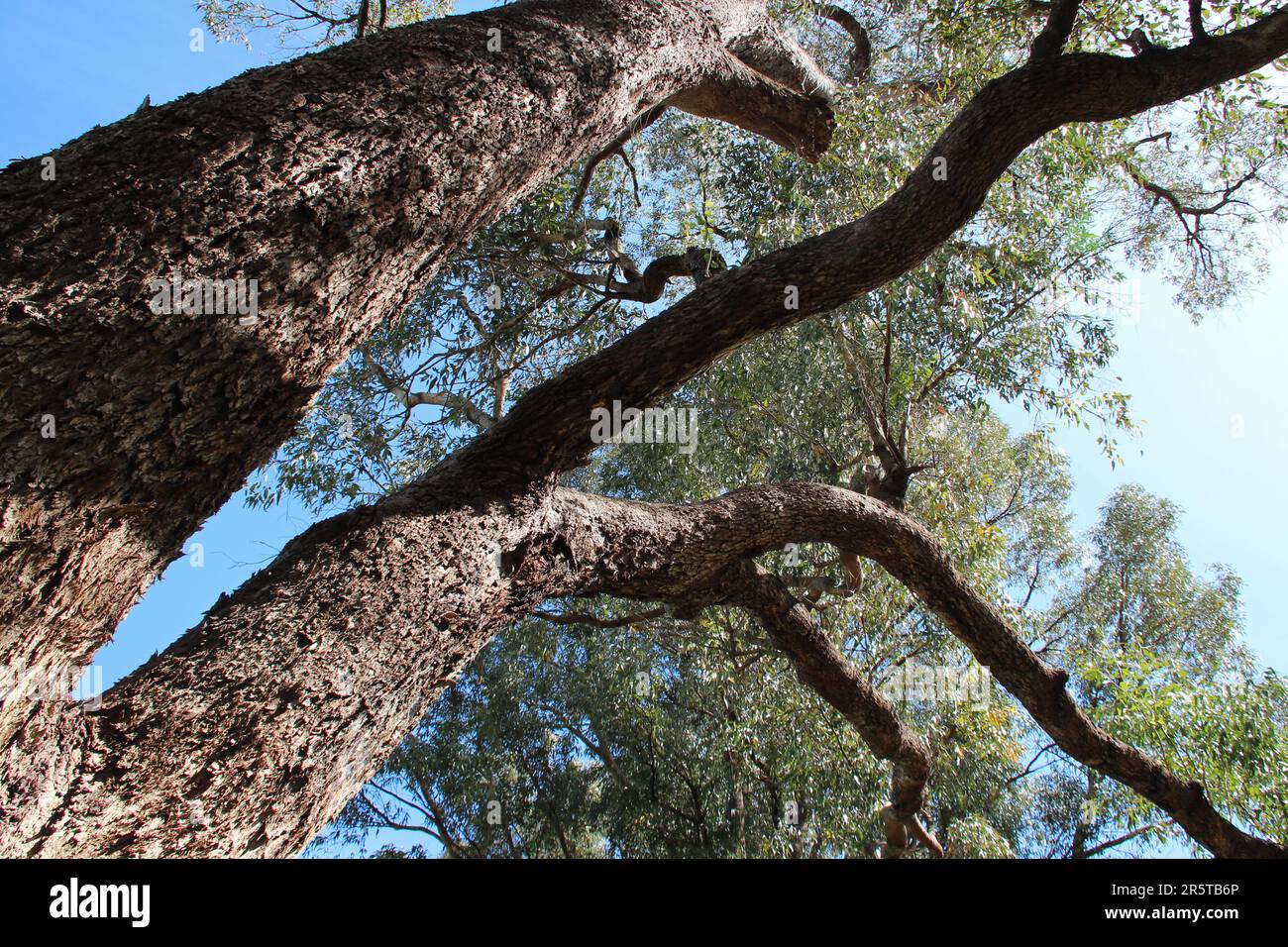 gum tree (?) kings park in perth (australia Stock Photo - Alamy