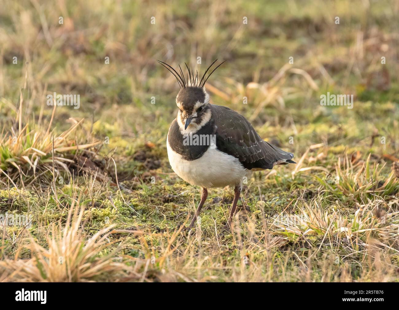 Lapwing peewit hi-res stock photography and images - Alamy