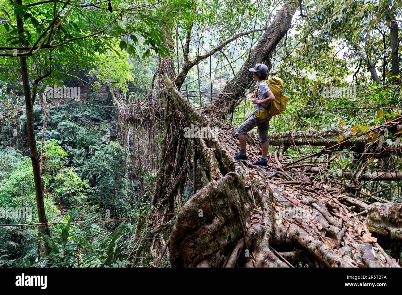 A hiker tourist standing on the biggest handmade living root bridge ...