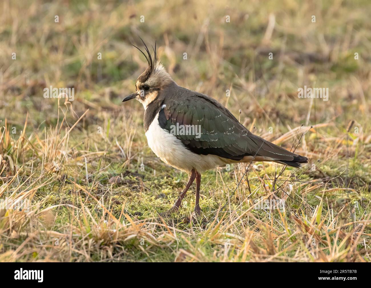 A lapwing, Peewit or Plover (Vanellus vanellis) on a meadow in winter ...