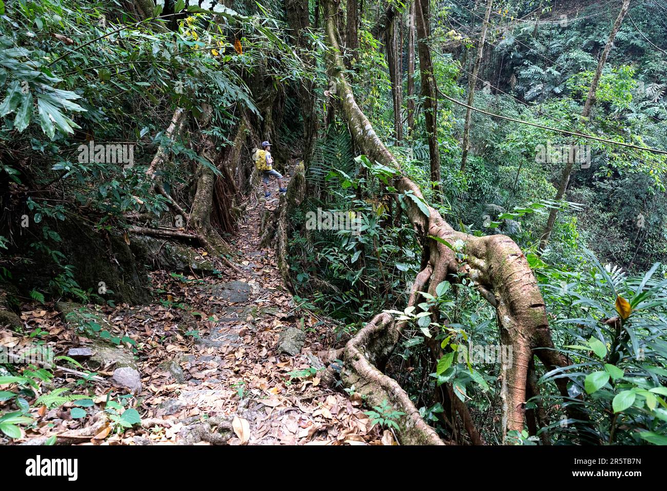 Living Root bridge of southern Meghalaya, handmade structure from the ...