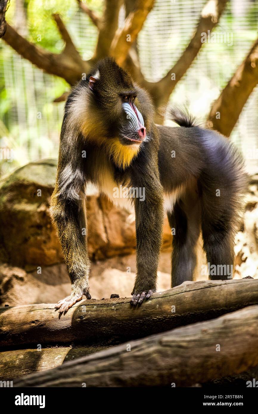 Log analyzing hi-res stock photography and images - Alamy
