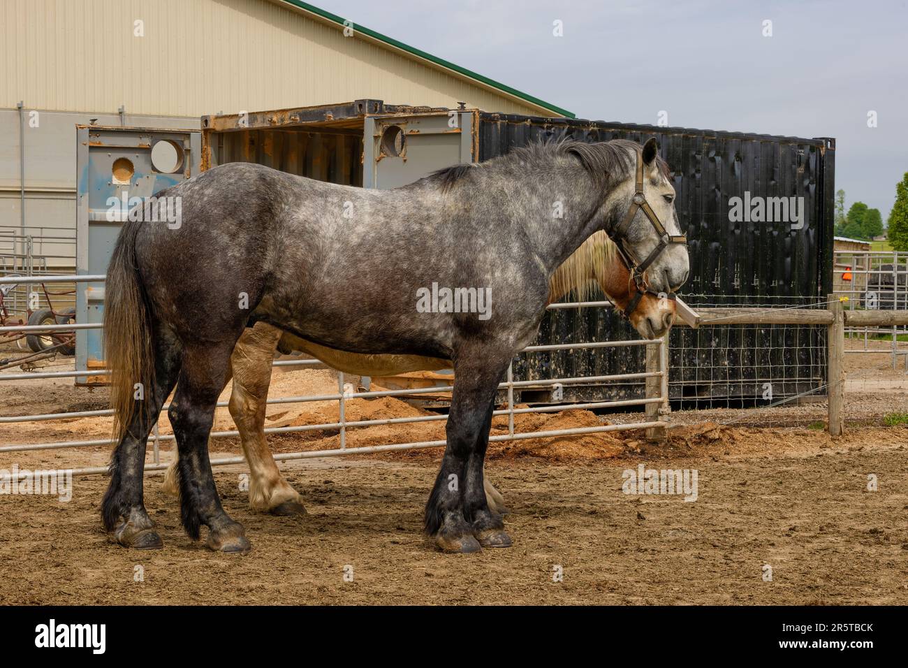 Two Draft horses stand side by side in a corral in Amish Country in ...