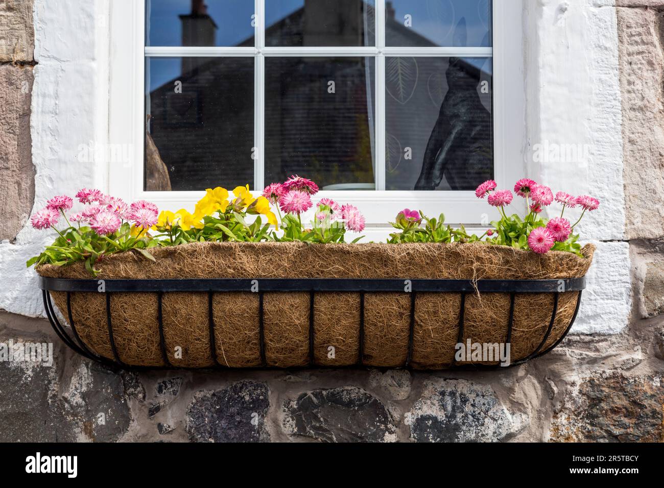 Spring flowers blooming in a metal window box with a coconut fibre ...