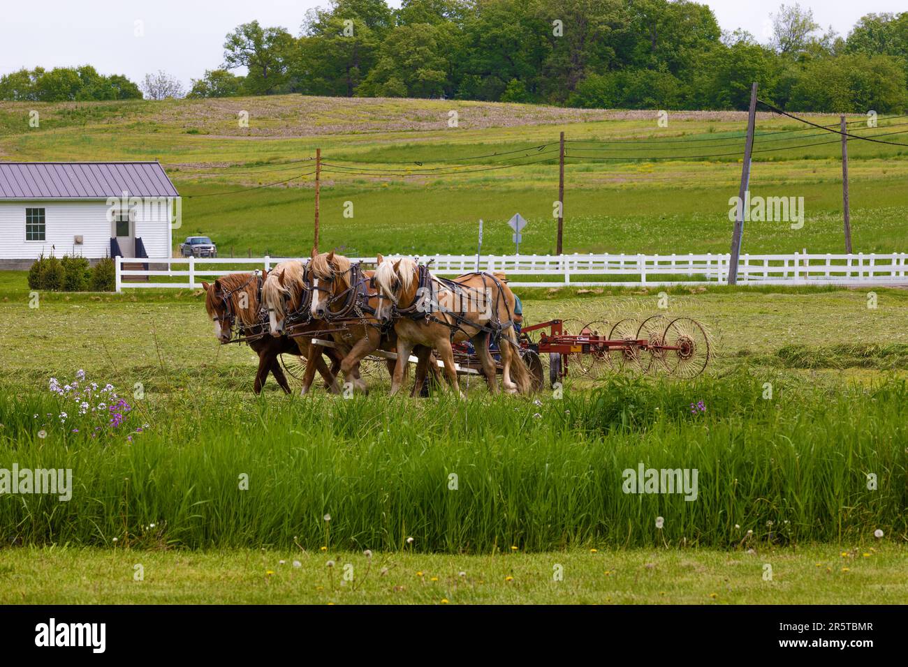 A team of horses pull a rake impliment through a hay field in Amish ...