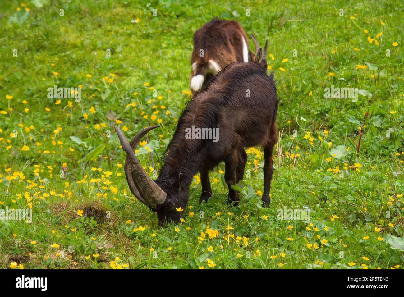a special old goat buck with long crossing horns is grazing on a green ...