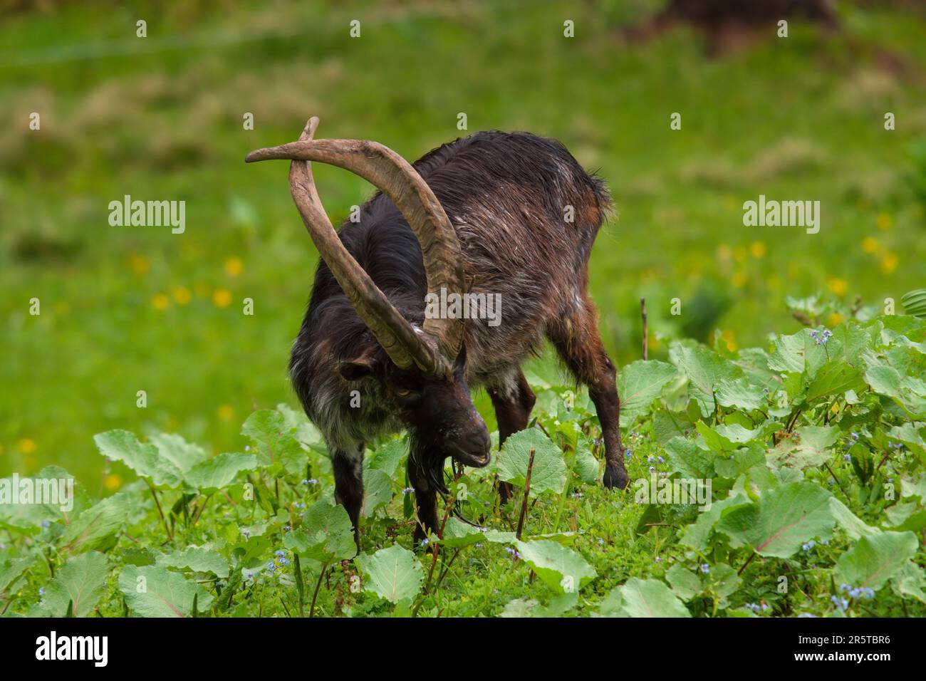 a special old goat buck with long crossing horns is grazing on a green ...