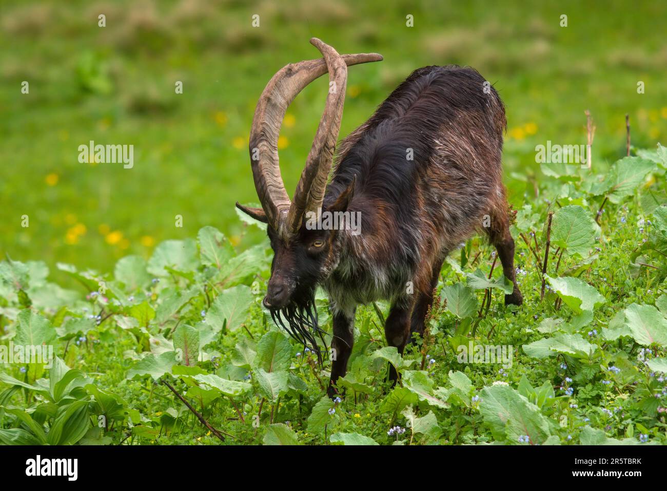a special old goat buck with long crossing horns is grazing on a green ...