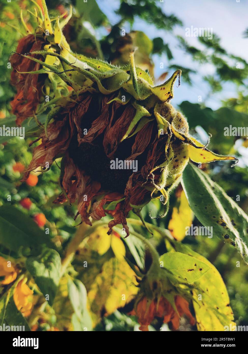 Beginning decay hi-res stock photography and images - Alamy