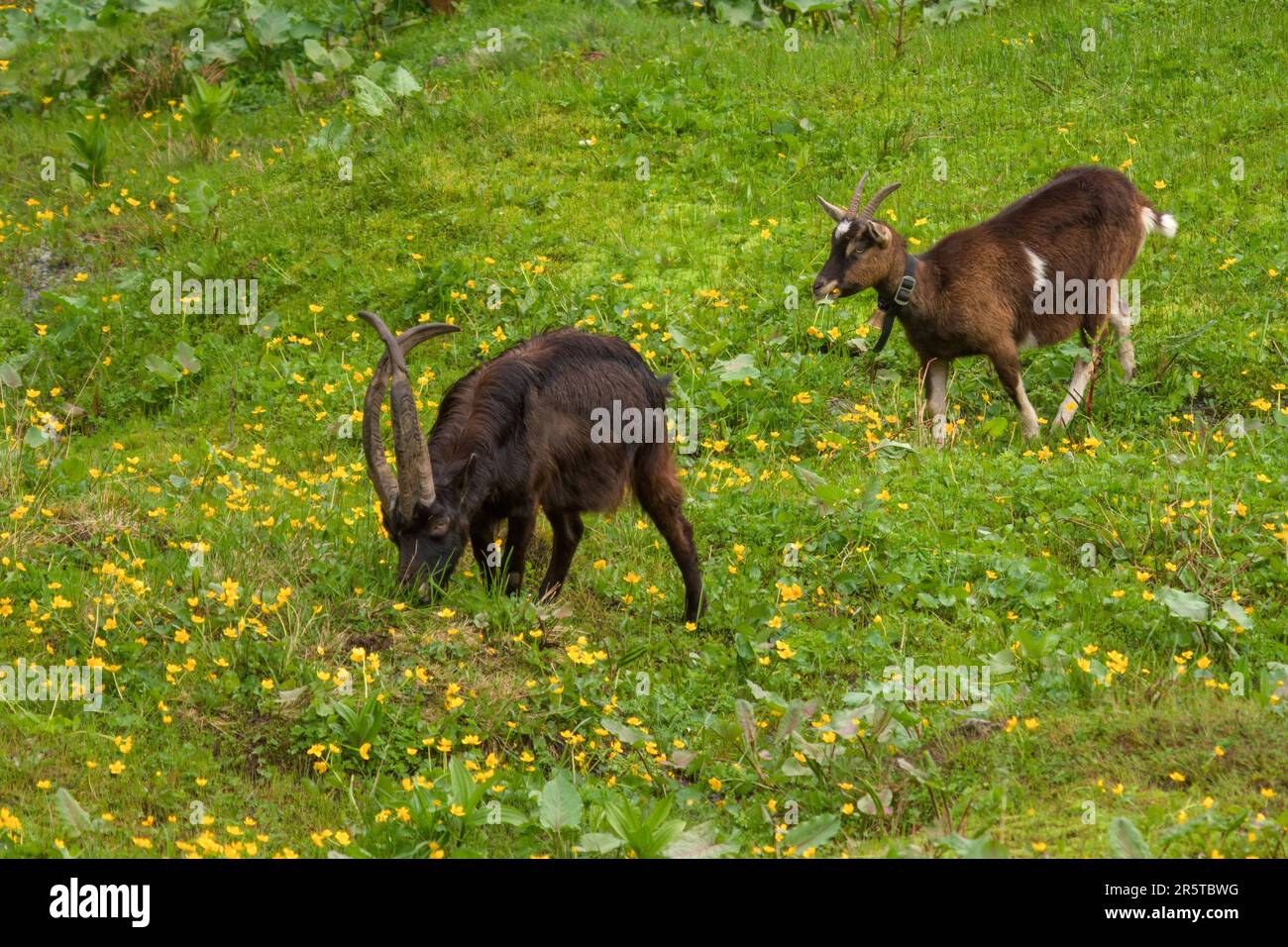 a special old goat buck with long crossing horns is grazing on a green ...