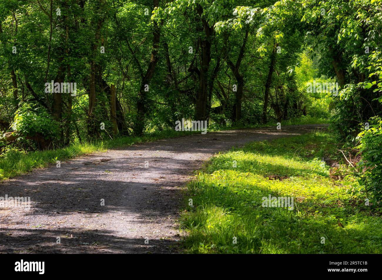 Nature walk during springtime on Phipps Bend Trail near Church Hill ...