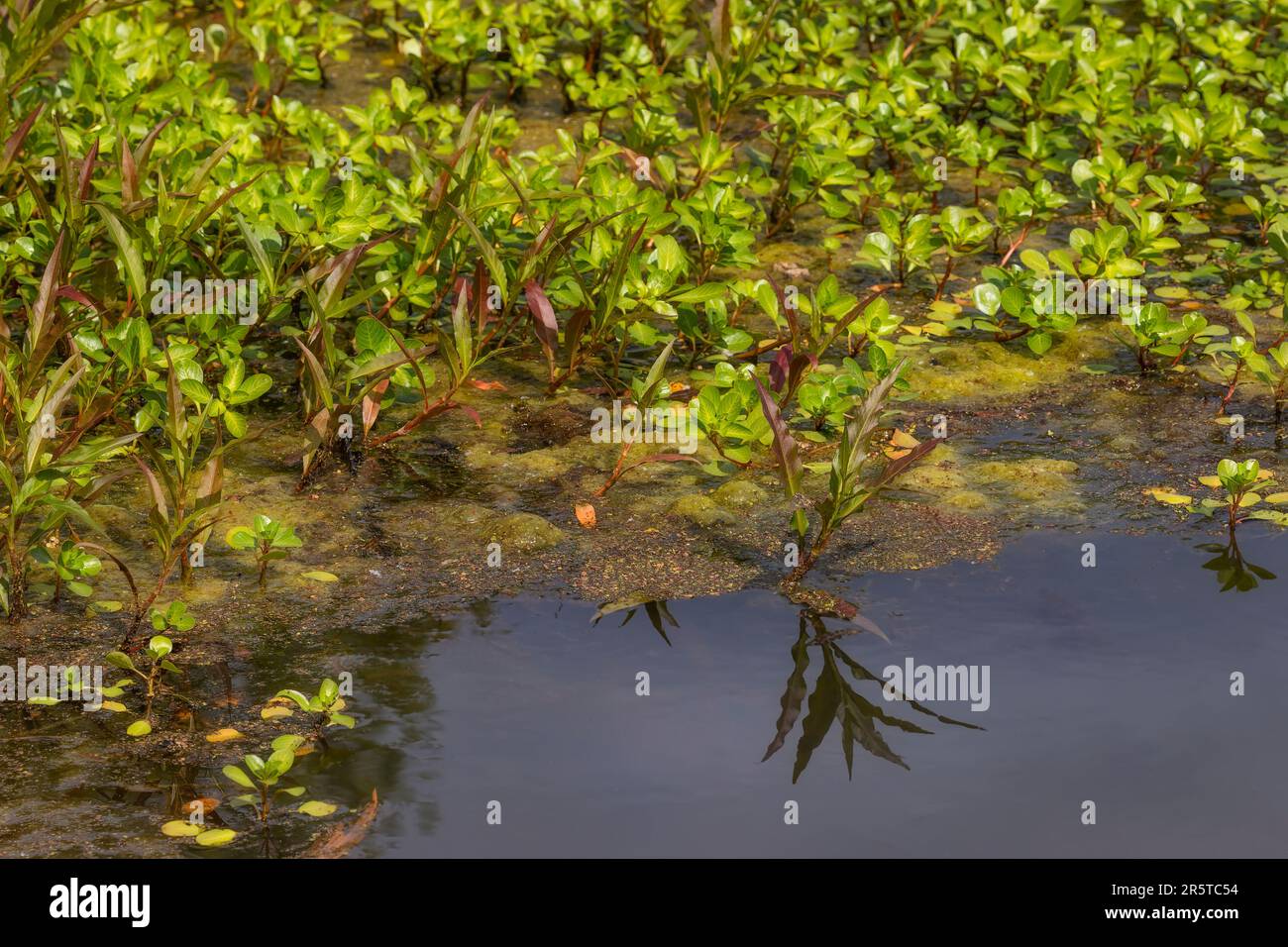 close up of water plants while on a Nature walk during springtime on ...