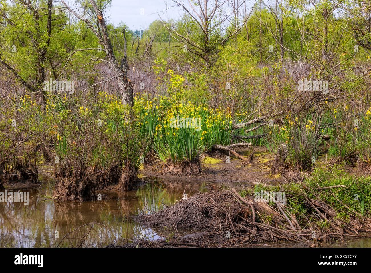 Wild iris growing in wetland see while on a Nature walk during ...