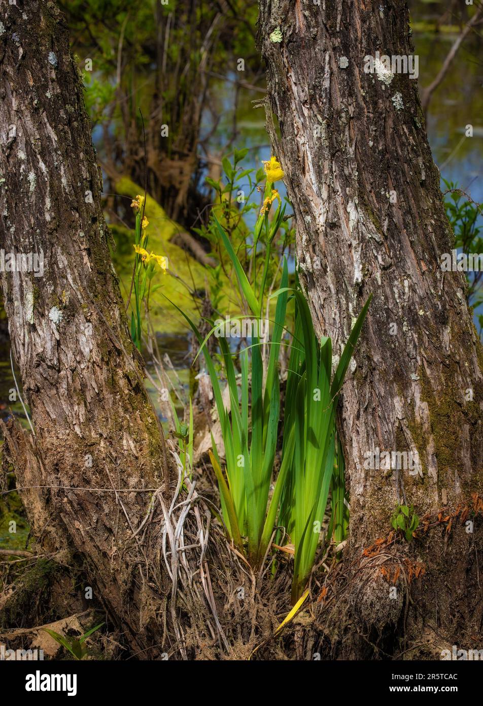 Wild iris growning out of tree seen while on a Nature walk during ...