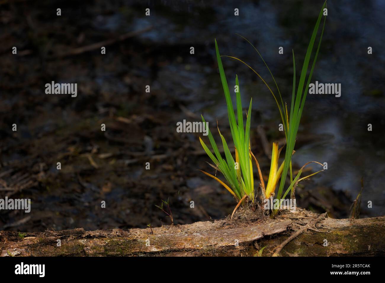 Wild iris plant growing out of down tree seen while on a Nature walk ...