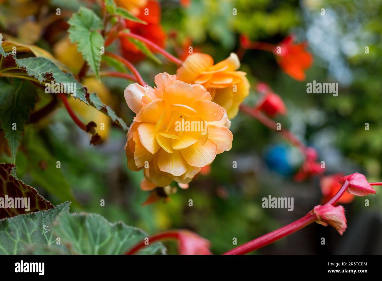 Angel Wing Begonia plant with white flowers and green leaves, close up ...