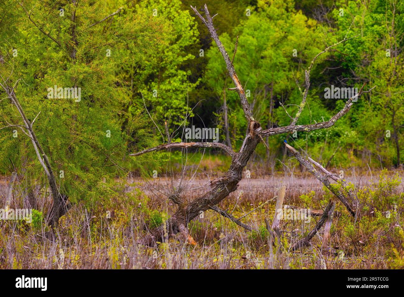 Dead tree seen while on a Nature walk during springtime on Phipps Bend ...