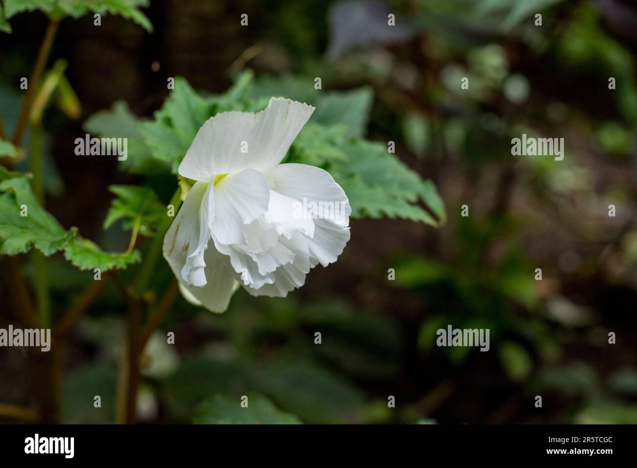Angel Wing Begonia plant with white flowers and green leaves, close up ...