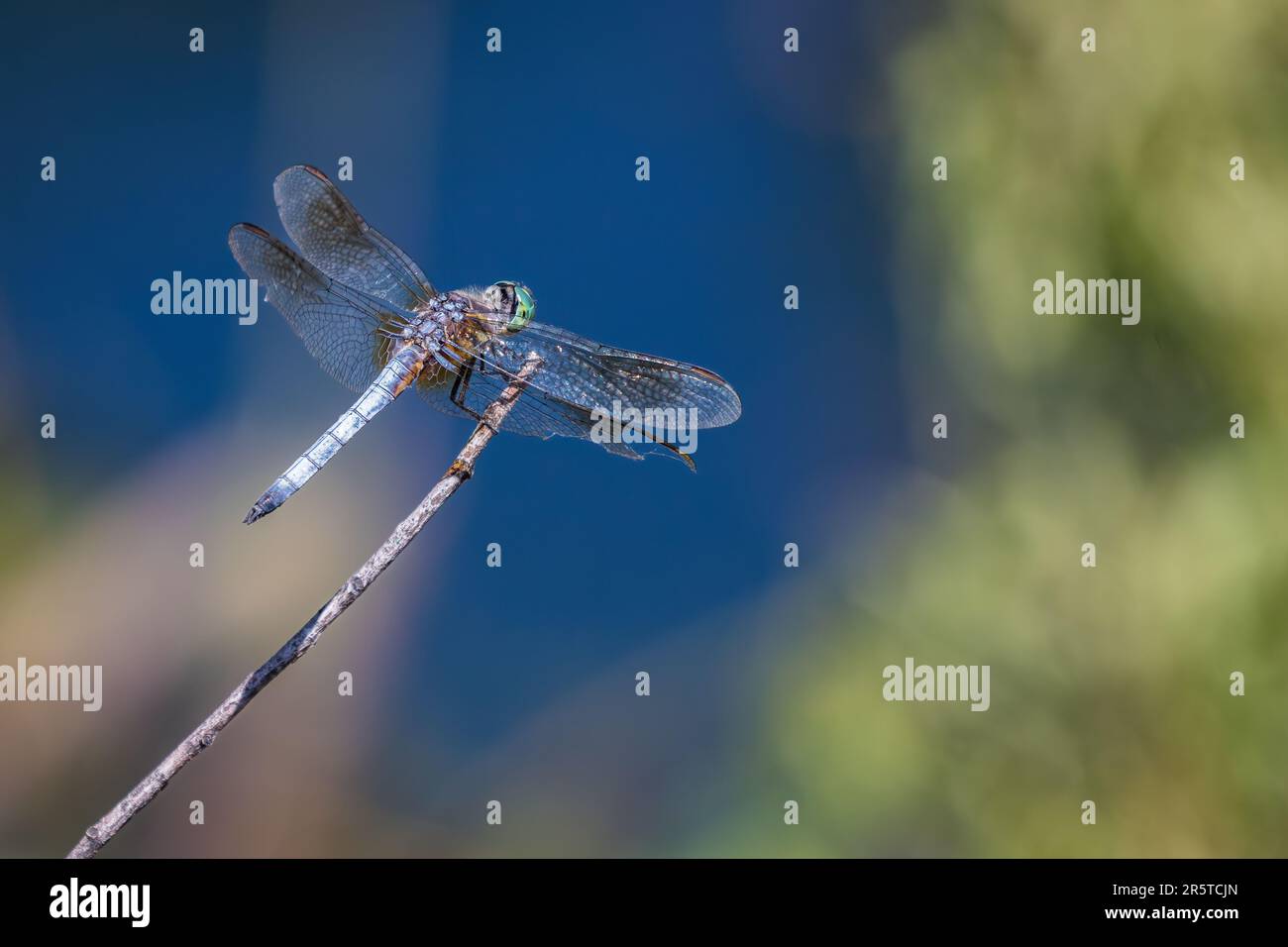 Male blue dasher hi-res stock photography and images - Alamy