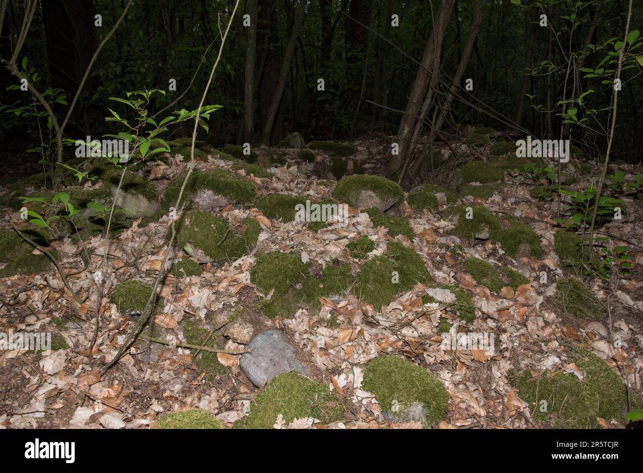 Bronze age tumulus grave near Stiernsee and tiny village Briesen in ...