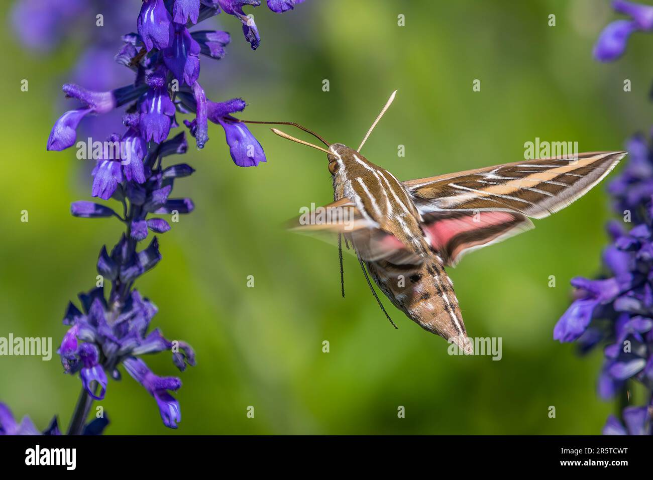 White-lined Sphinx Moth Nectaring on Mealy Blue Sage Flowers Stock ...