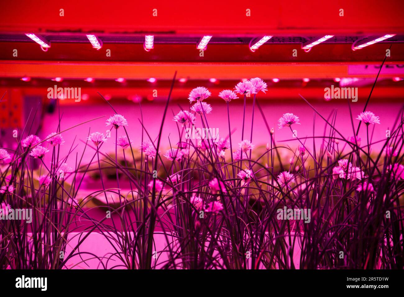 Chives in aquaponics system, fish aquaculture with hydroponics ...