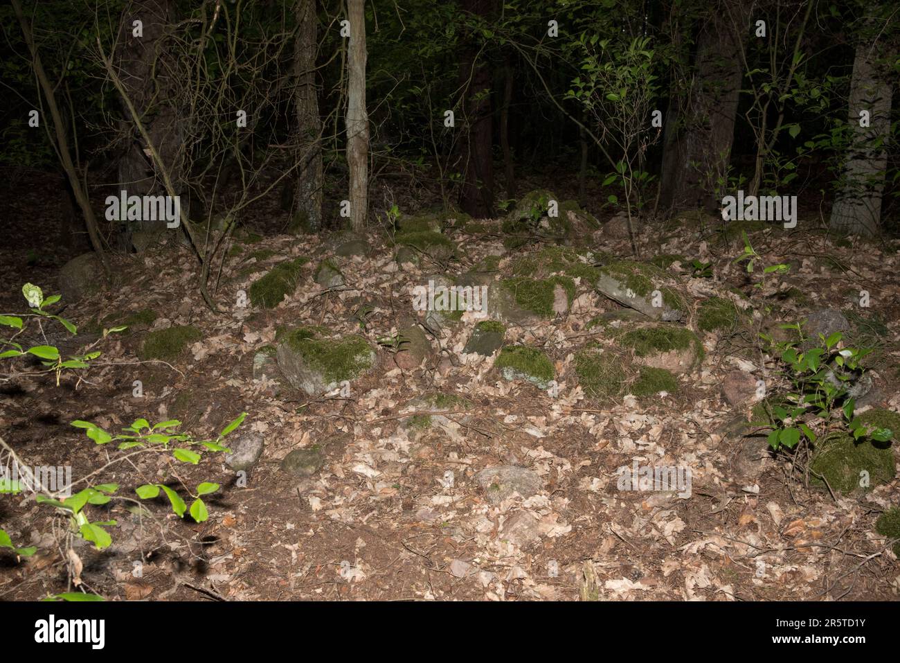 Stiernsee hi-res stock photography and images - Alamy