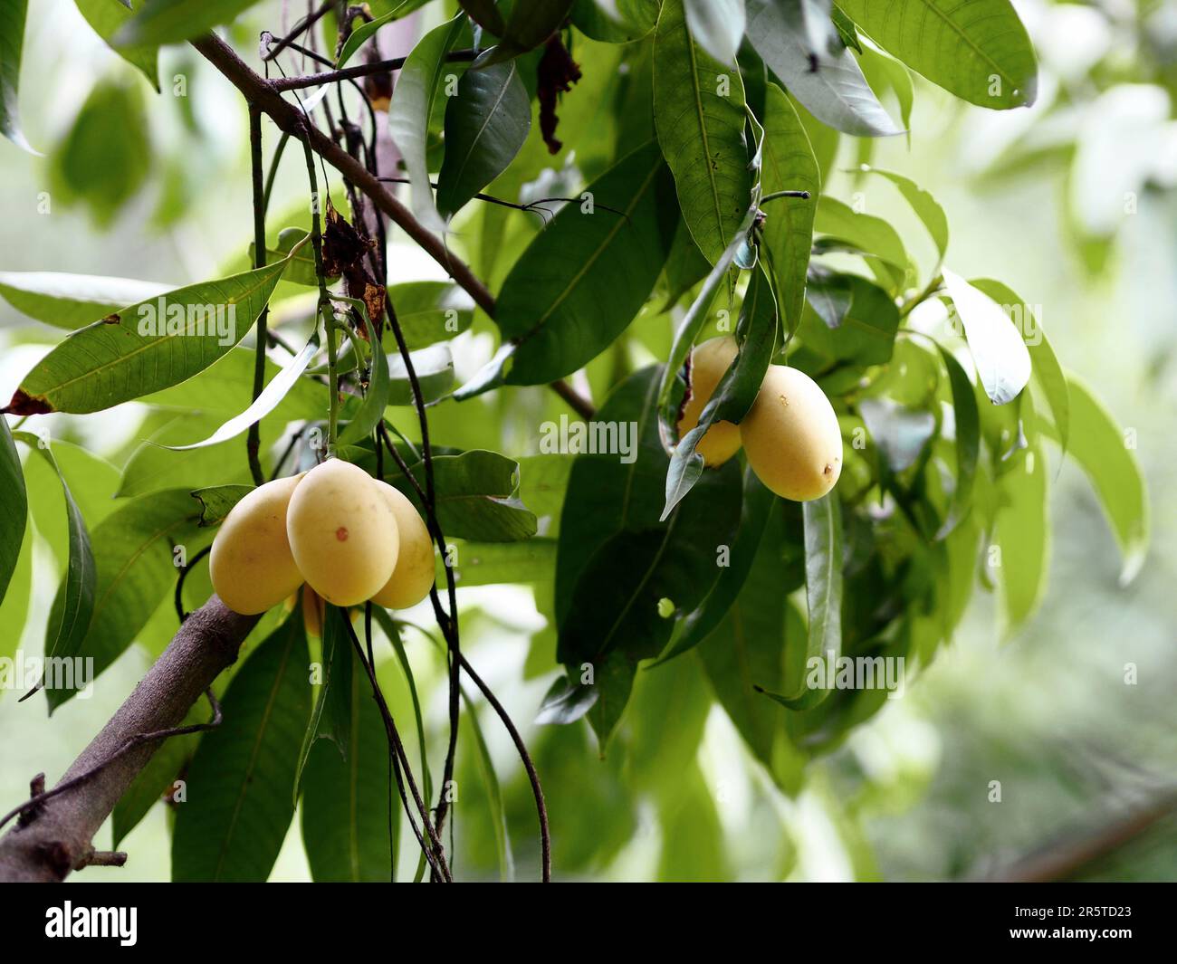 A ripe collection of assorted fruits hanging from a tree branch in a ...